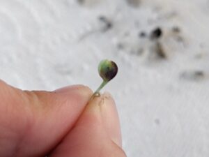 Here's how to collect clematis seeds to save for next year!
