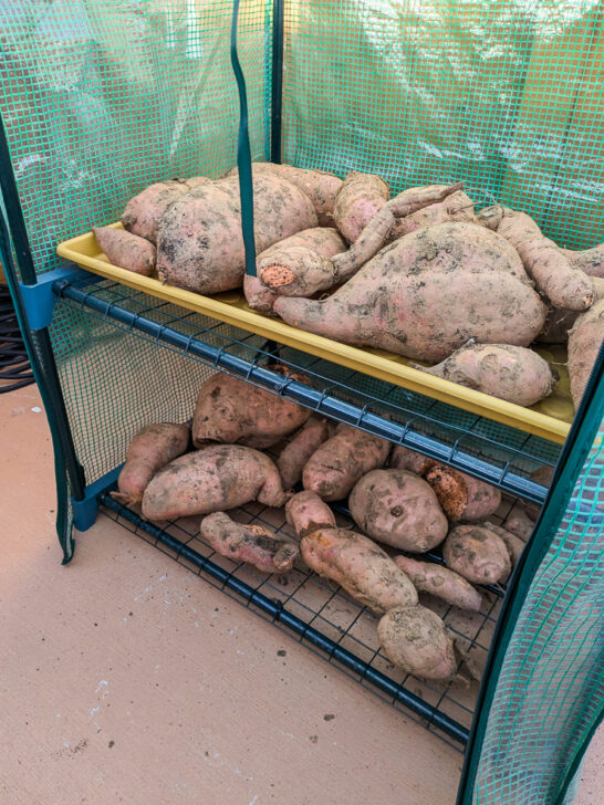 Let's walk through how to dig up & cure sweet potatoes!