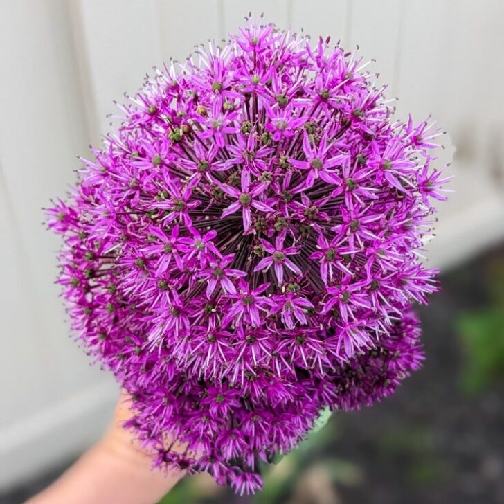 How to plant & grow allium (aka the ornamental onion)