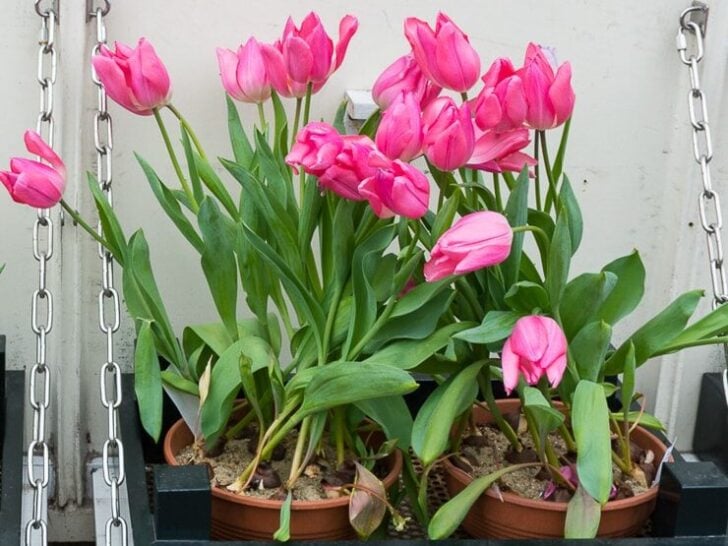 Your comprehensive guide to planting & growing tulips!