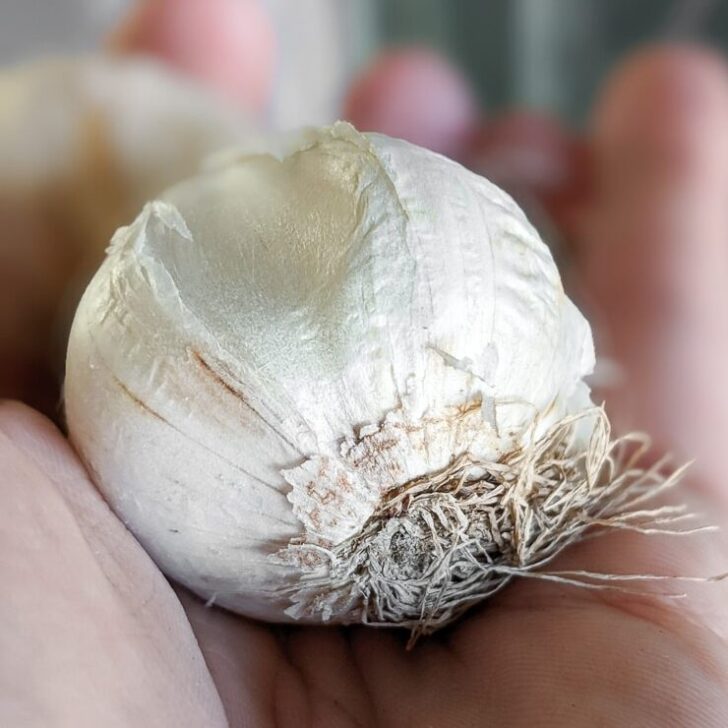 How to plant & grow allium (aka the ornamental onion)