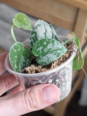 How to make a plant propagation box, the perfect mini greenhouse!