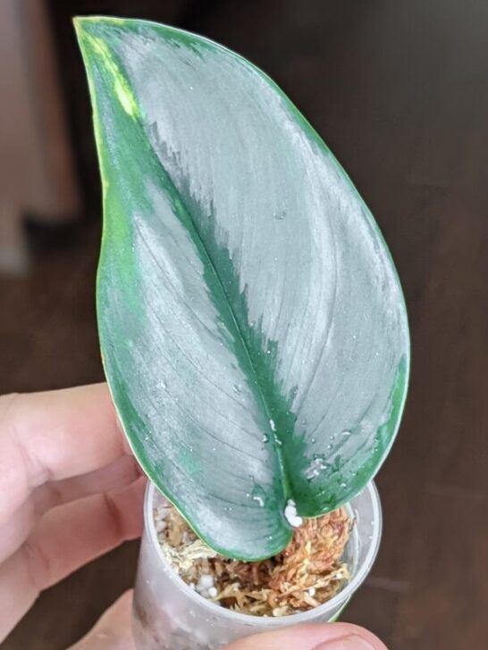 How to make a plant propagation box, the perfect mini greenhouse!