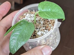 How to make a plant propagation box, the perfect mini greenhouse!