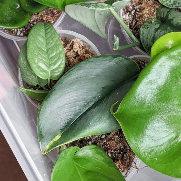 How to make a plant propagation box, the perfect mini greenhouse!