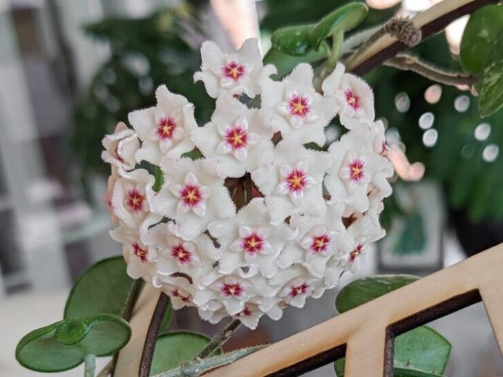 All about caring for hoya obovata—one of my favorites!