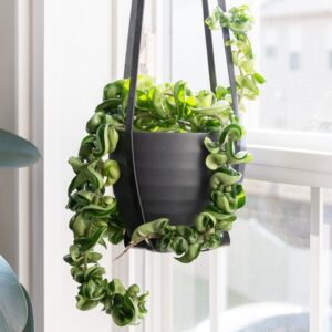 How to care for the unique trailing hoya rope plant!