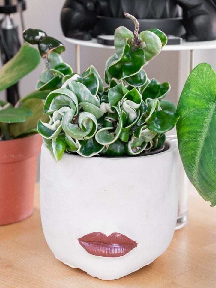 How to care for the unique trailing hoya rope plant!