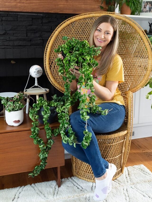 How to care for the unique trailing hoya rope plant!
