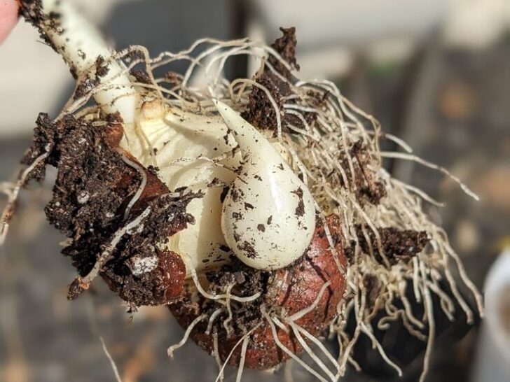 Your comprehensive guide to planting & growing tulips!