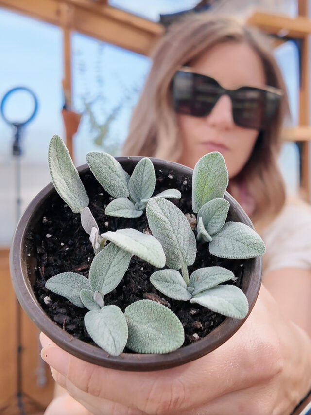 Learn how to propagate sage from stem cuttings!