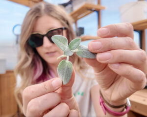 Learn how to propagate sage from stem cuttings!