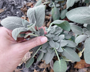 Learn how to propagate sage from stem cuttings!