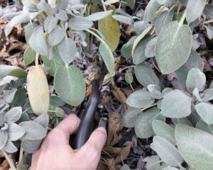 Learn how to propagate sage from stem cuttings!