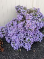Learn how to grow aster flowers—a perfect fall pollinator!