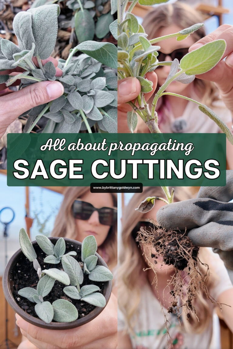 Learn how to propagate sage from stem cuttings!