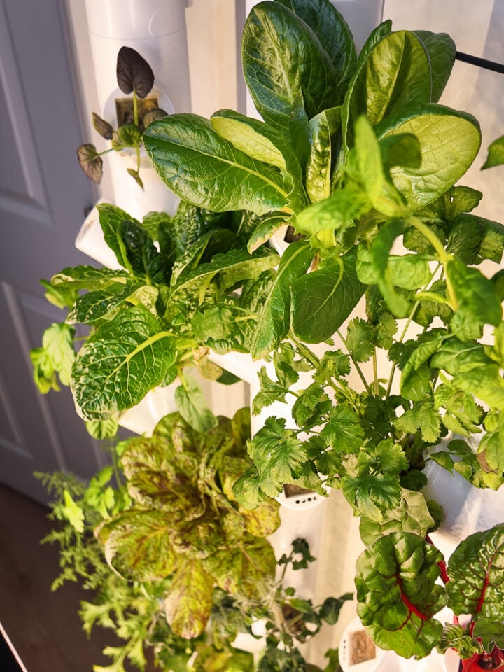 My experience with the Gardyn 4.0 hydroponic indoor garden!