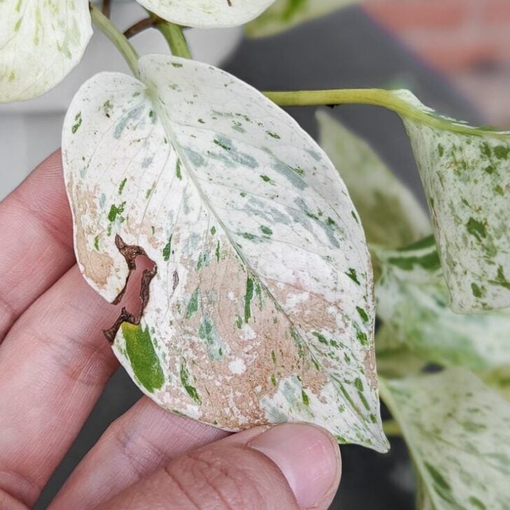 Snow queen pothos & caring for this stunning variegated plant!