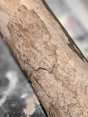 See how I made a gorgeous DIY tree branch plant hanger!