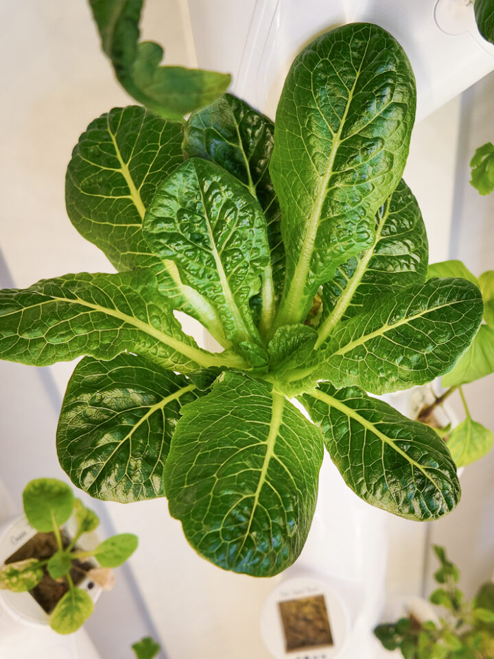 My experience with the Gardyn 4.0 hydroponic indoor garden!
