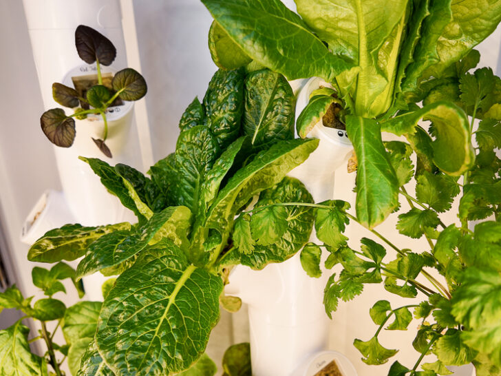 My experience with the Gardyn 4.0 hydroponic indoor garden!