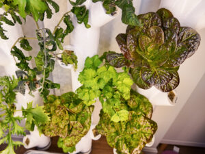My experience with the Gardyn 4.0 hydroponic indoor garden!