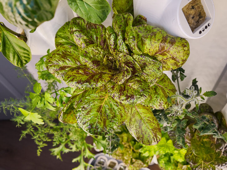 My experience with the Gardyn 4.0 hydroponic indoor garden!