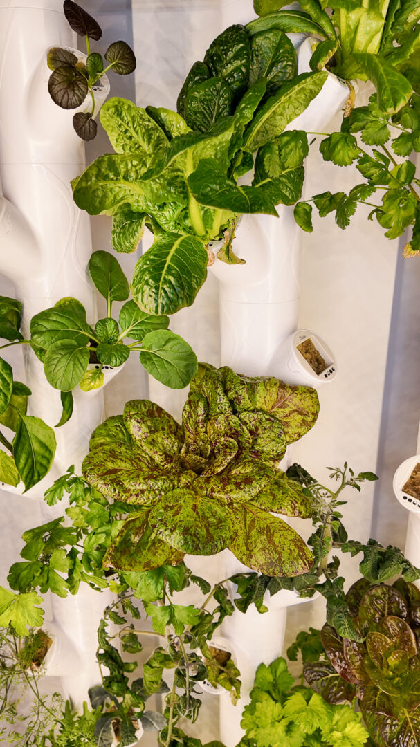 My experience with the Gardyn 4.0 hydroponic indoor garden!