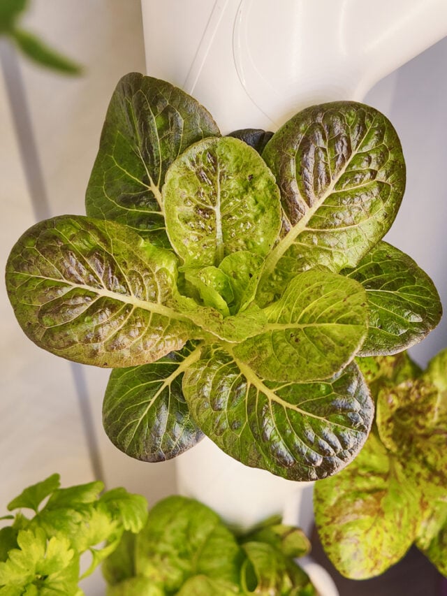 My experience with the Gardyn 4.0 hydroponic indoor garden!