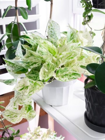 Snow queen pothos & caring for this stunning variegated plant!