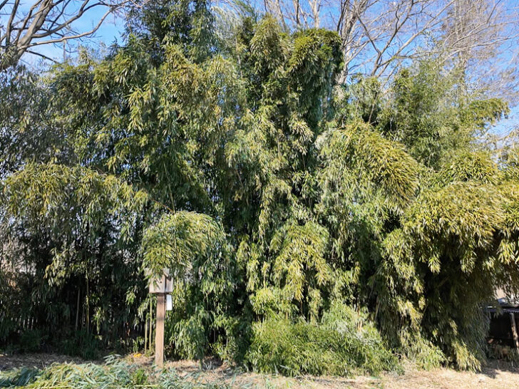 Let's cut down and heat cure some bamboo!