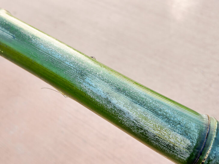 Let's cut down and heat cure some bamboo!