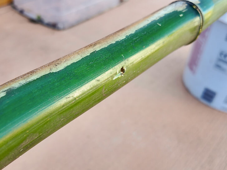 Let's cut down and heat cure some bamboo!