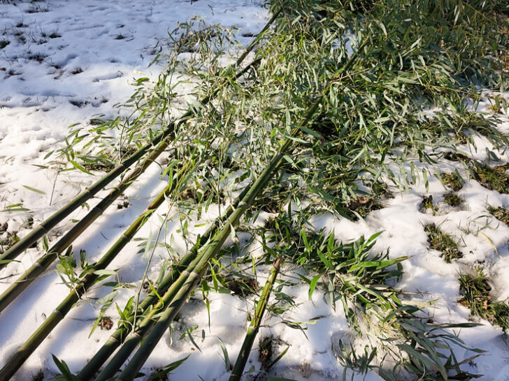 Let's cut down and heat cure some bamboo!