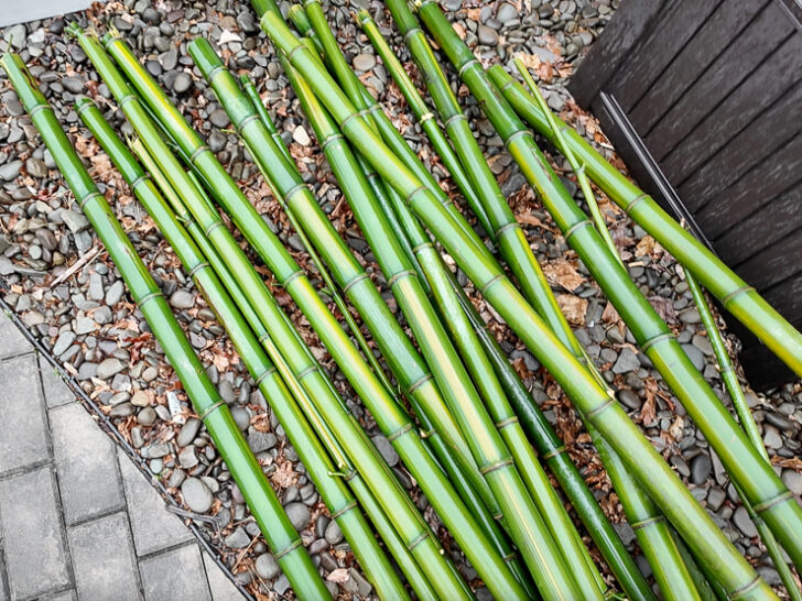 Let's cut down and heat cure some bamboo!