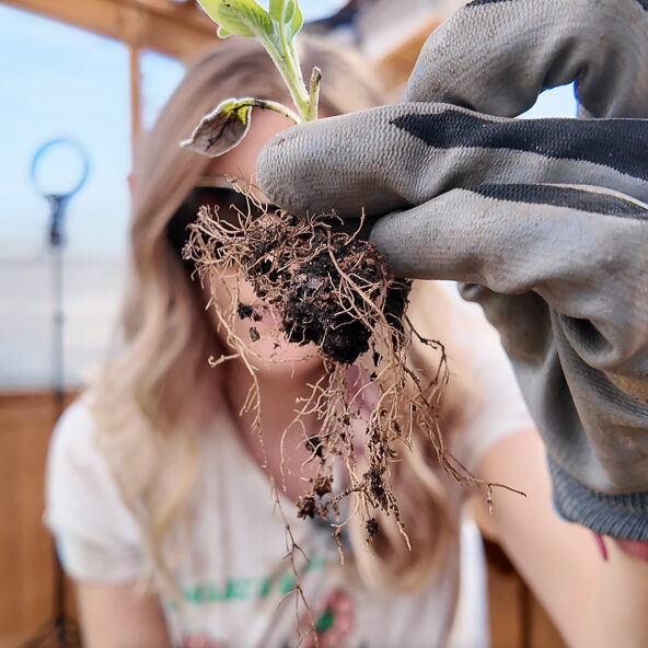 Why I love growing perennial sage & why you should grow it, too